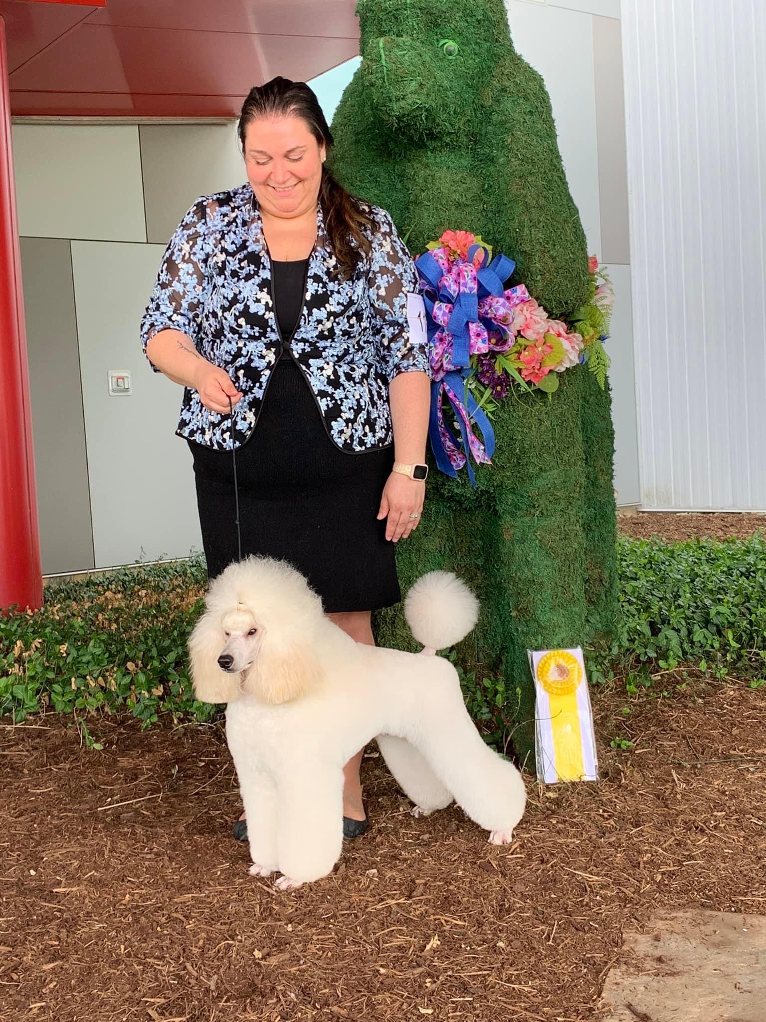 Our Dogs – Camarada Miniature Poodles